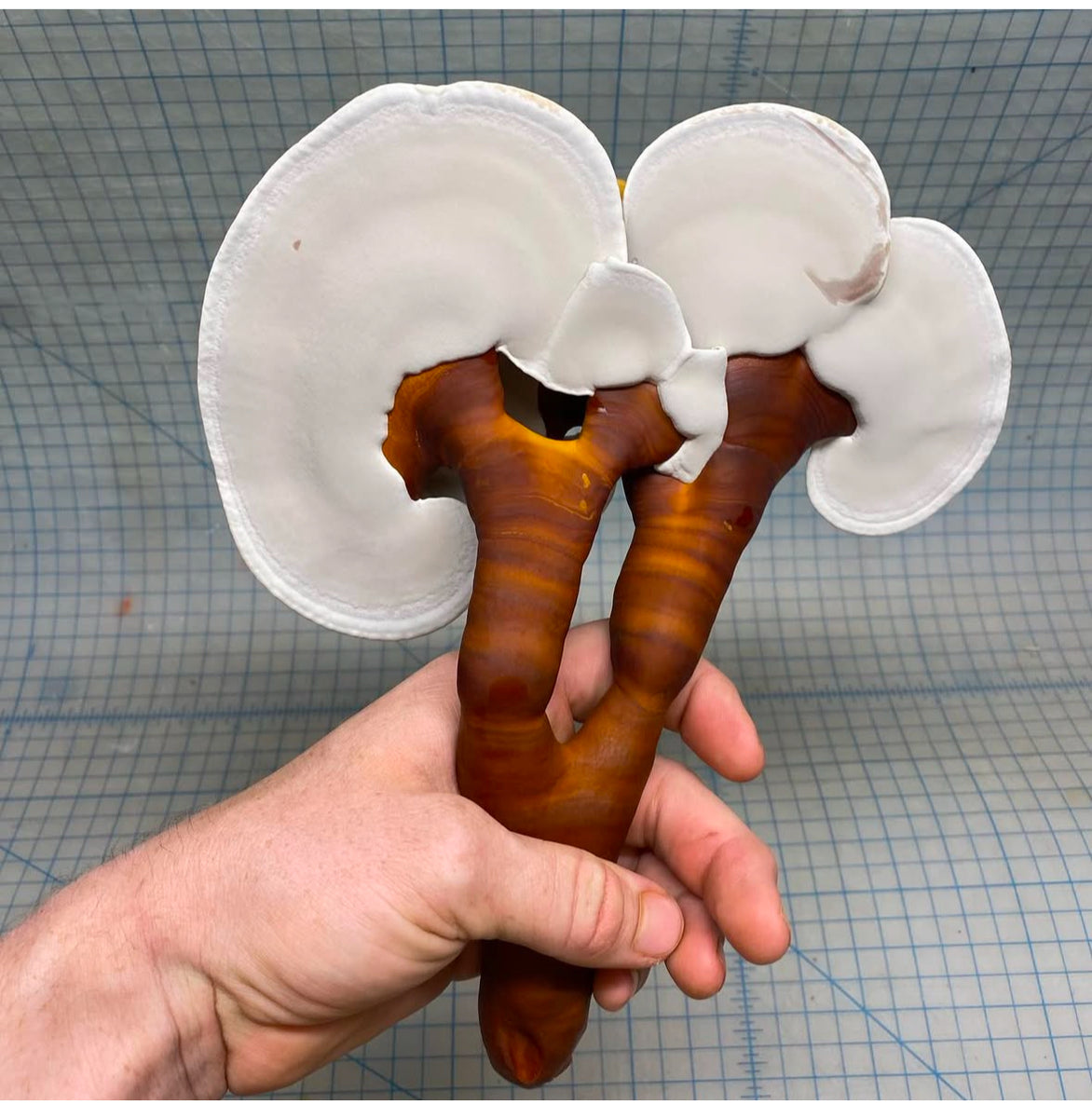 Ganoderma ravenelii culture slant – Terrestrial Fungi