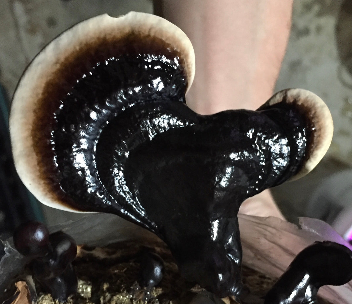 Ganoderma sinense culture slant “black reishi” – Terrestrial Fungi