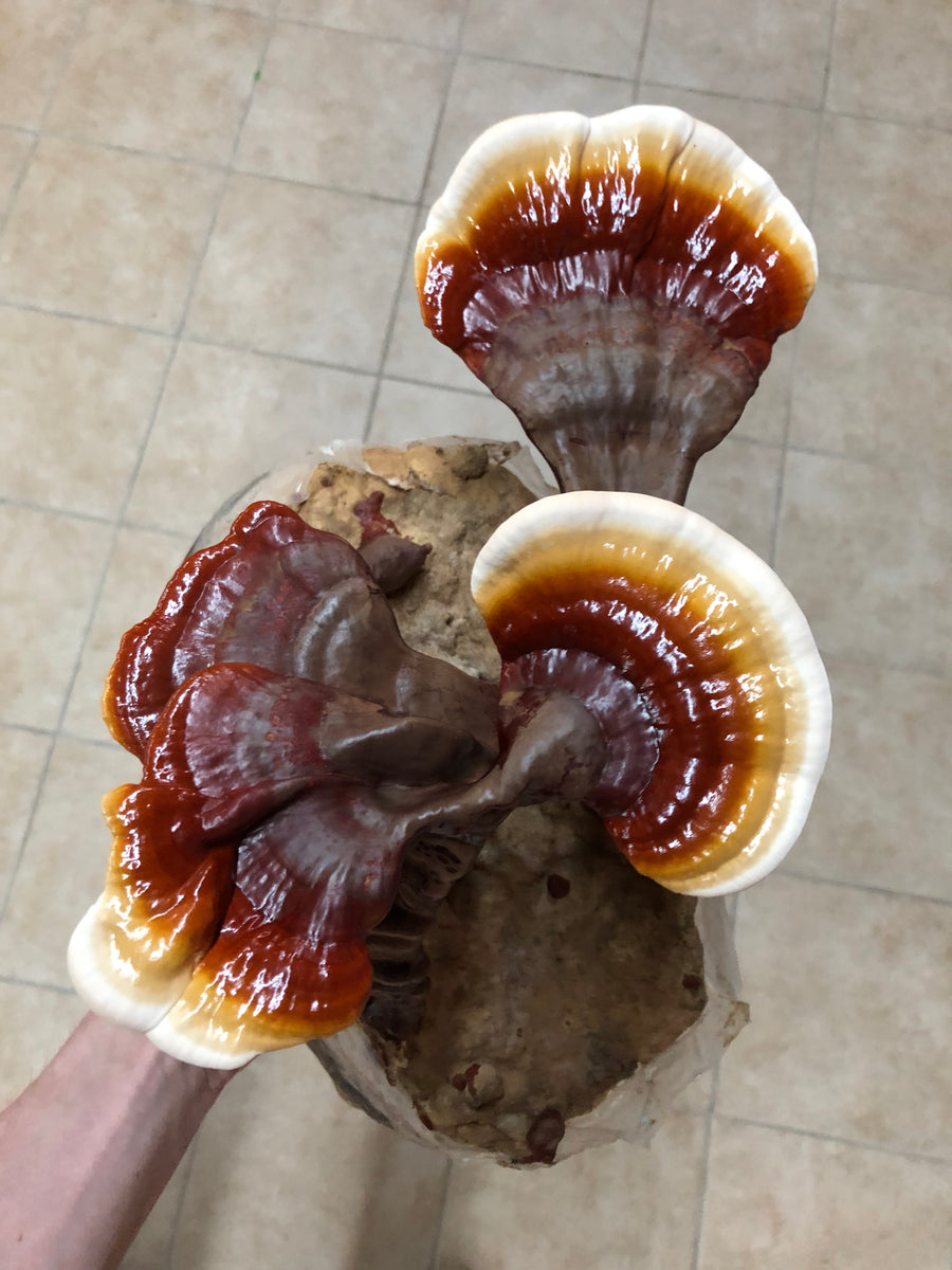 Ganoderma lucidum sensu stricto "California" culture slant ...