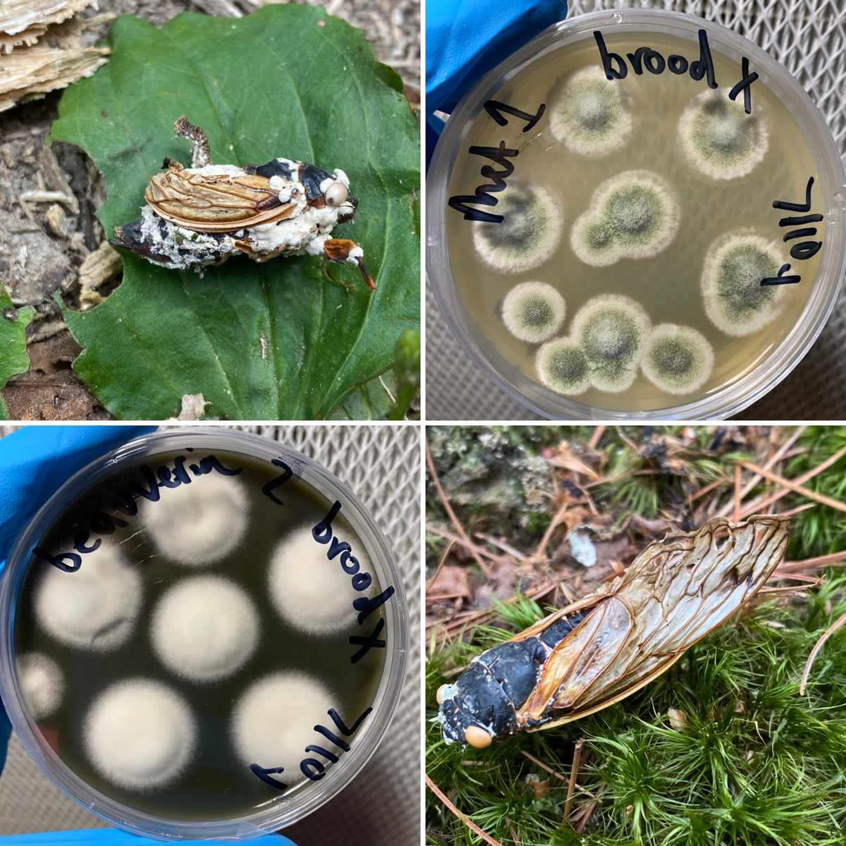 Brood X entomopathogen bundle LC – Terrestrial Fungi