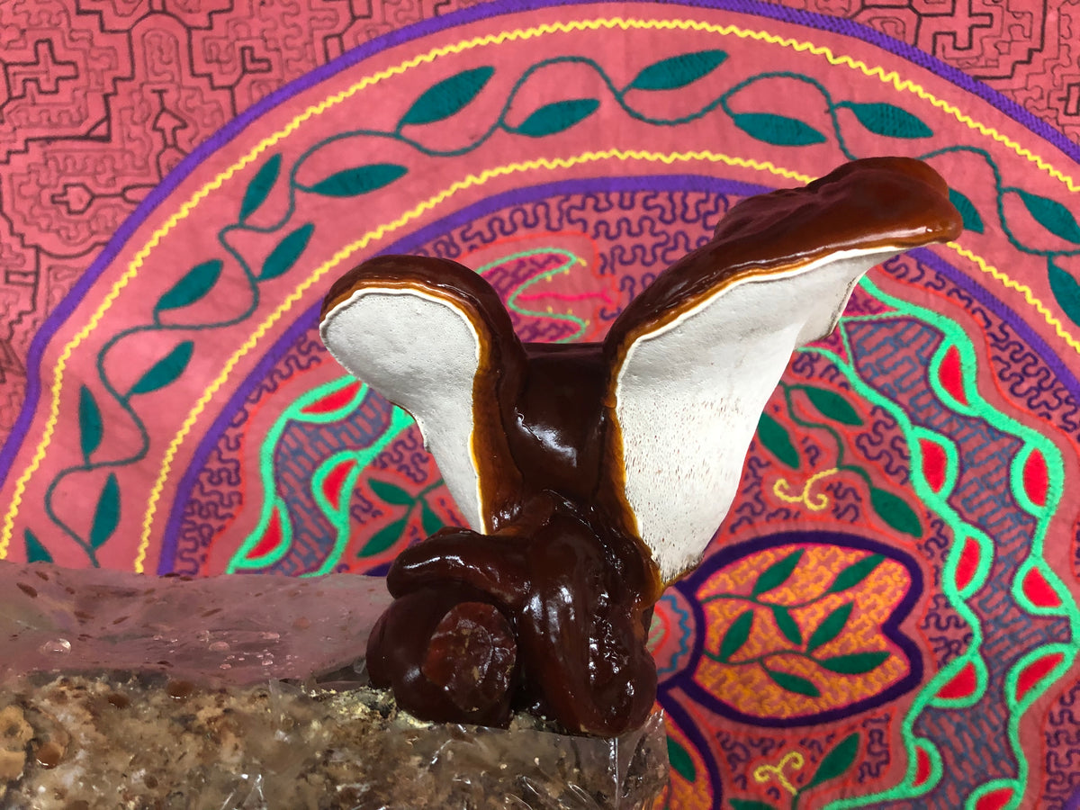 Ganoderma oregonense ‘San Juan Islands’ – Terrestrial Fungi