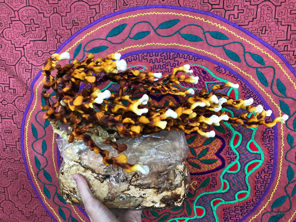 Ganoderma multipileum ‘Thailand’ culture slant – Terrestrial Fungi