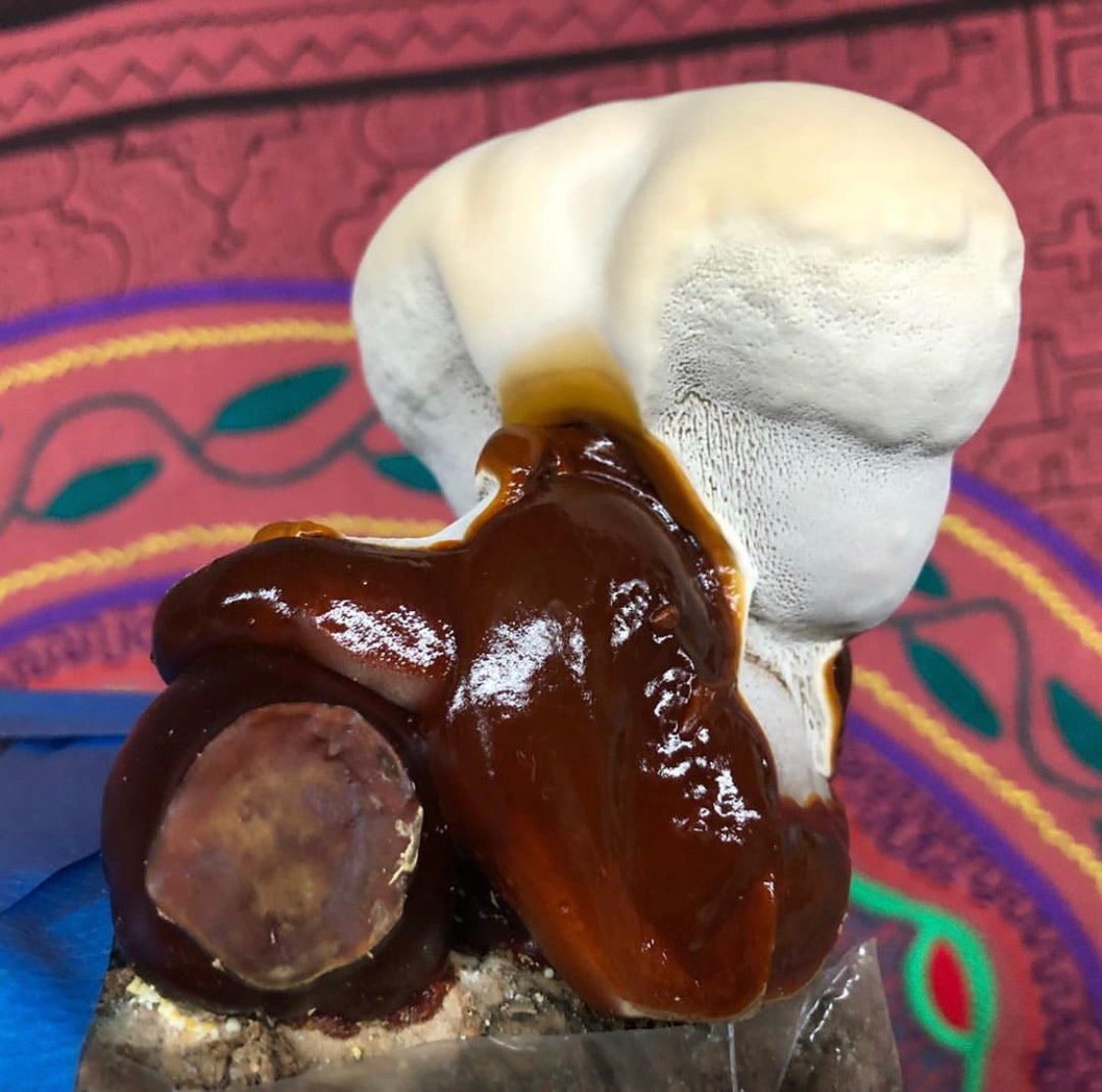 Ganoderma oregonense ‘San Juan Islands’ – Terrestrial Fungi