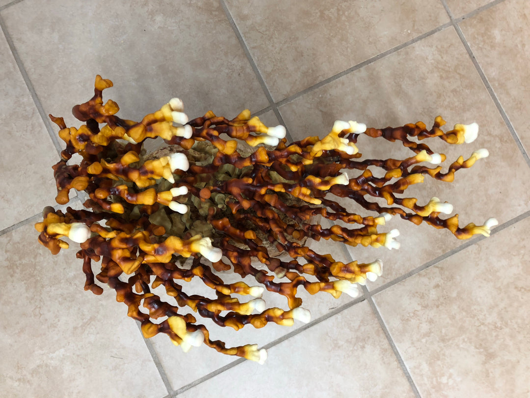 Ganoderma multipileum ‘Thailand’ culture slant – Terrestrial Fungi