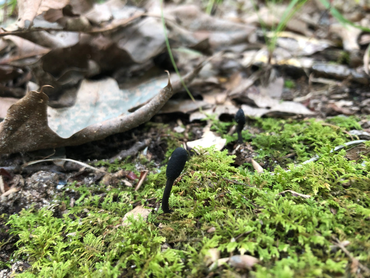 Tolypocladium ophioglossoides Liquid Culture – Terrestrial Fungi