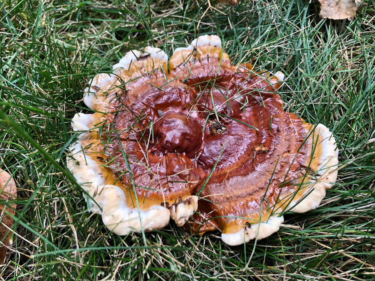 Ganoderma sessile ‘North Blair’ culture slant – Terrestrial Fungi