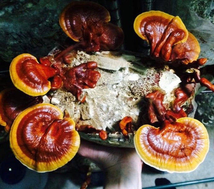 Ganoderma sessile ‘Palmer Woods’ culture slant – Terrestrial Fungi